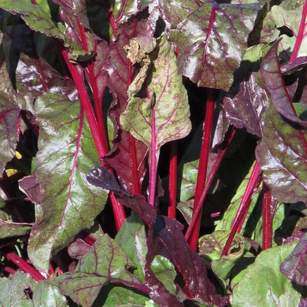 Bull's Blood Beet (Beta vulgaris) seeds