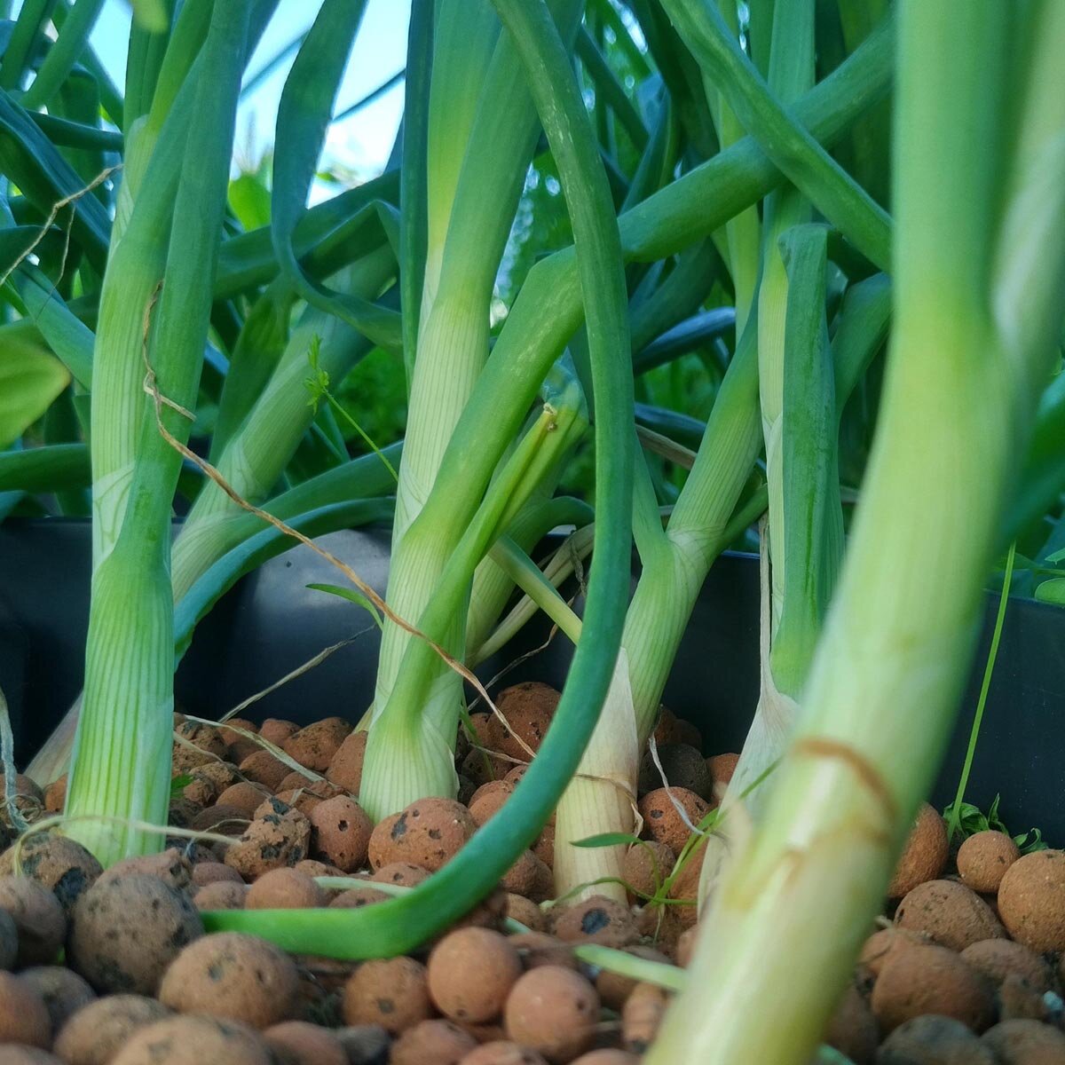 Shallot 'Zebrune' (Allium ascalonicum) seeds