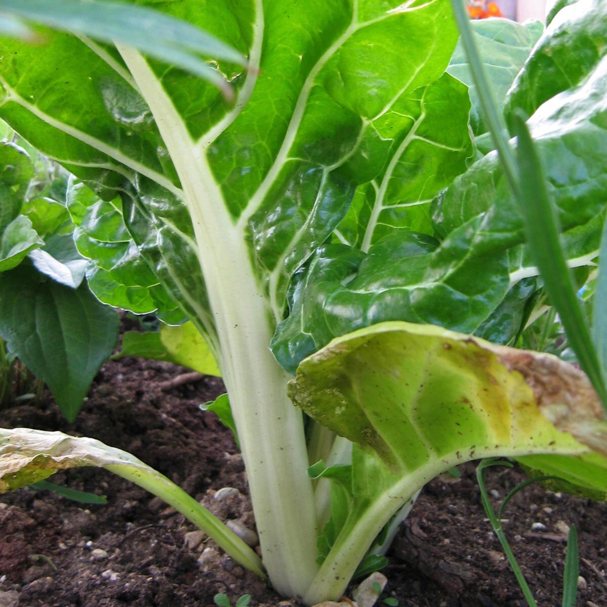 White Swiss Chard 'Fordhook Giant' (Beta vulgaris) seeds