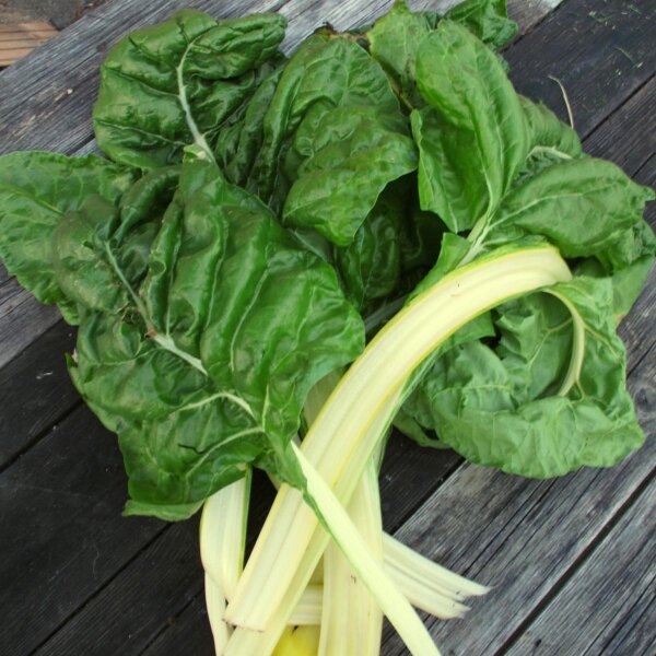 White Swiss Chard 'Fordhook Giant' (Beta vulgaris) seeds