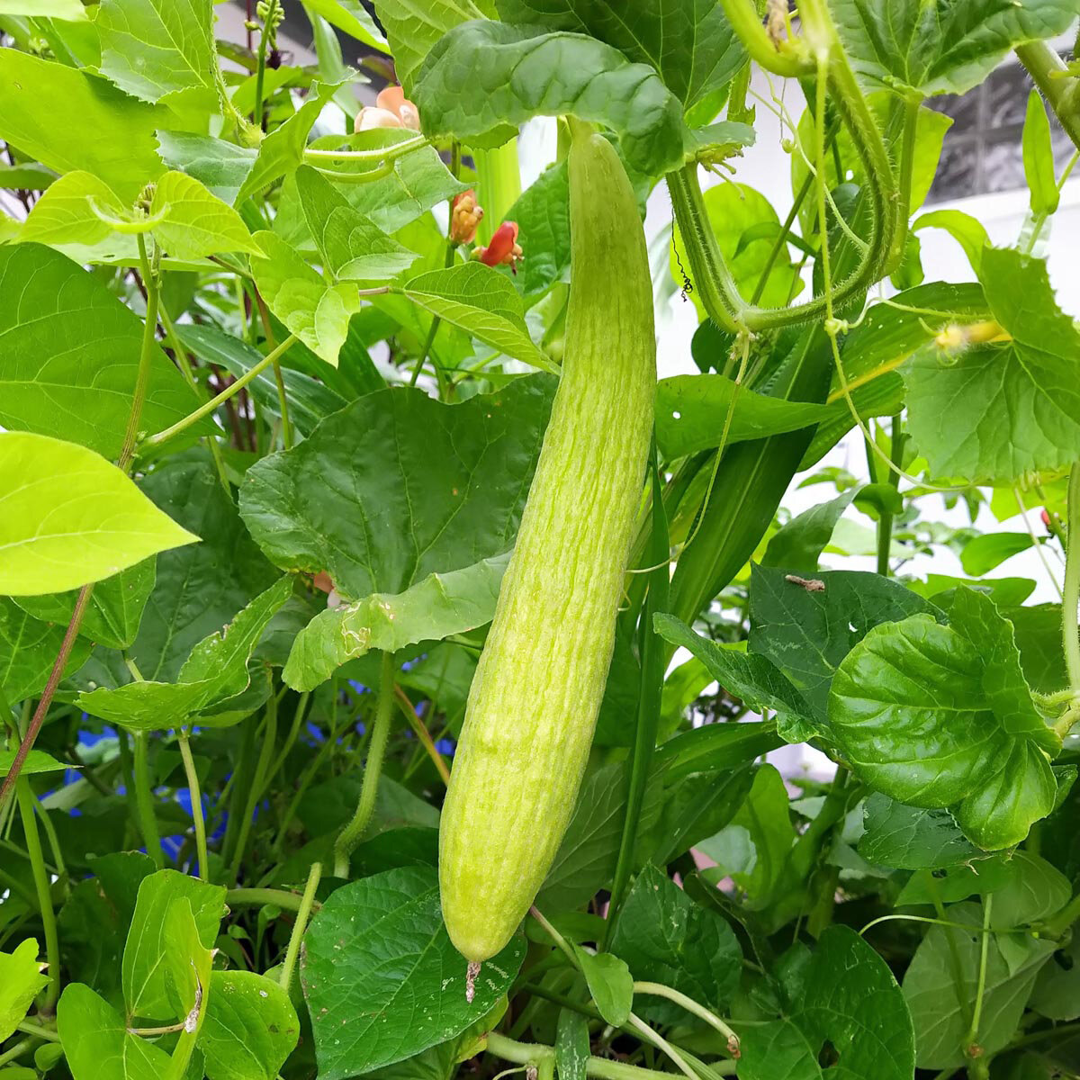 Armenian Cucumber (Cucumis melo var. flexuosus)