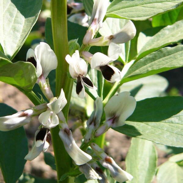Broad Bean 'Extra precoce a grano violetto' (Vicia faba) seeds