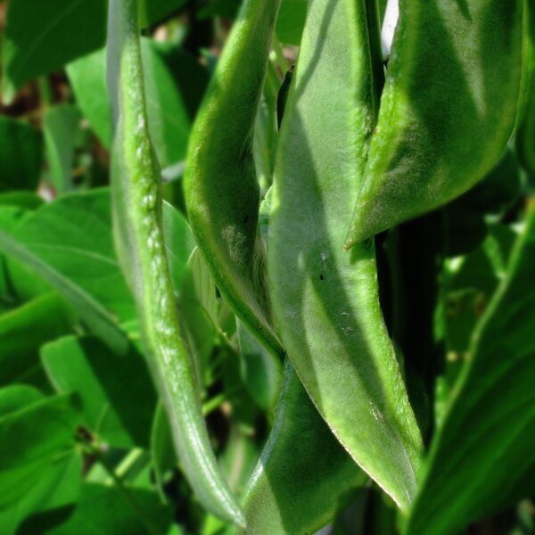 Lima Bean (Phaseolus lunatus) seeds