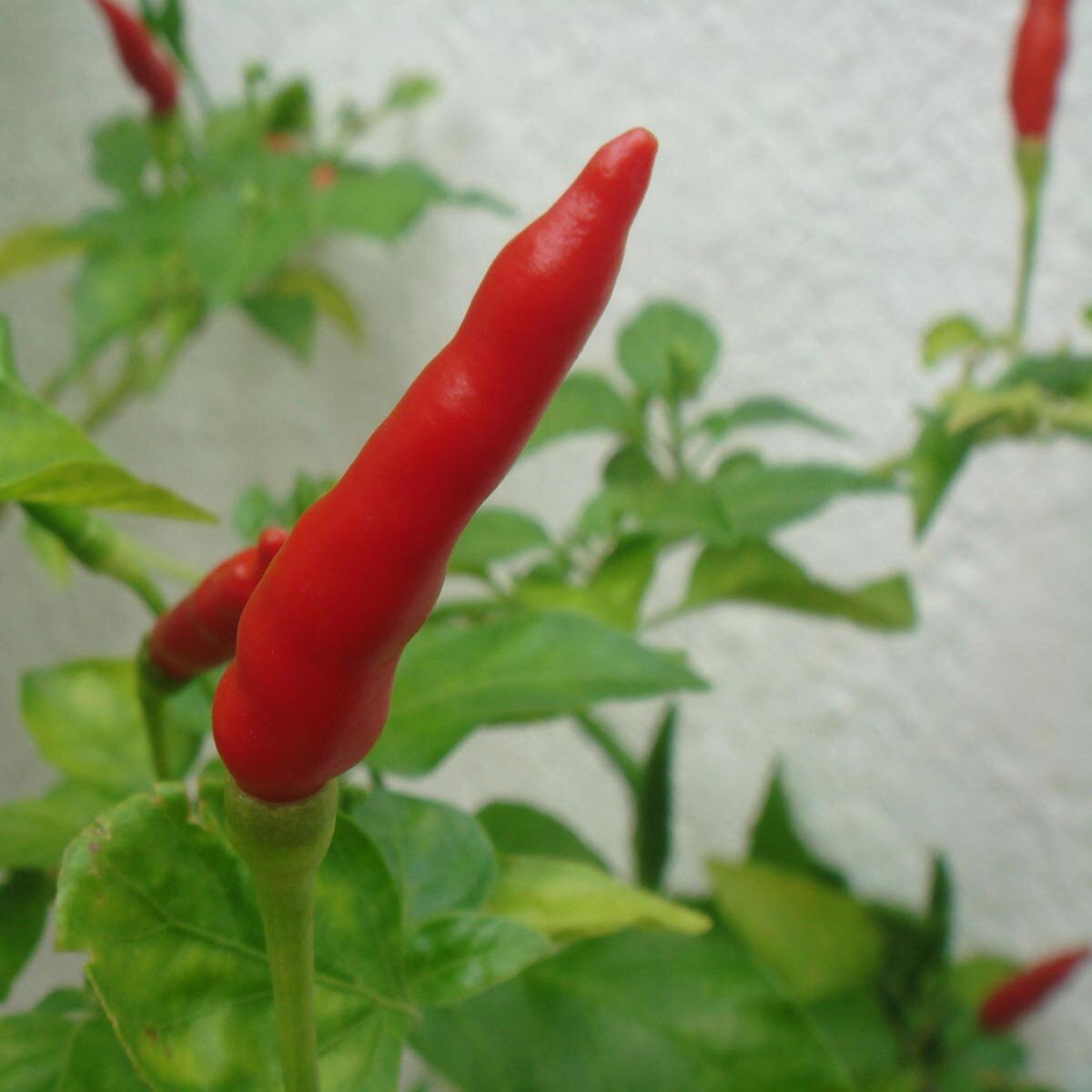 Chili Pepper 'Piri Piri' (Capsicum frutescens) seeds