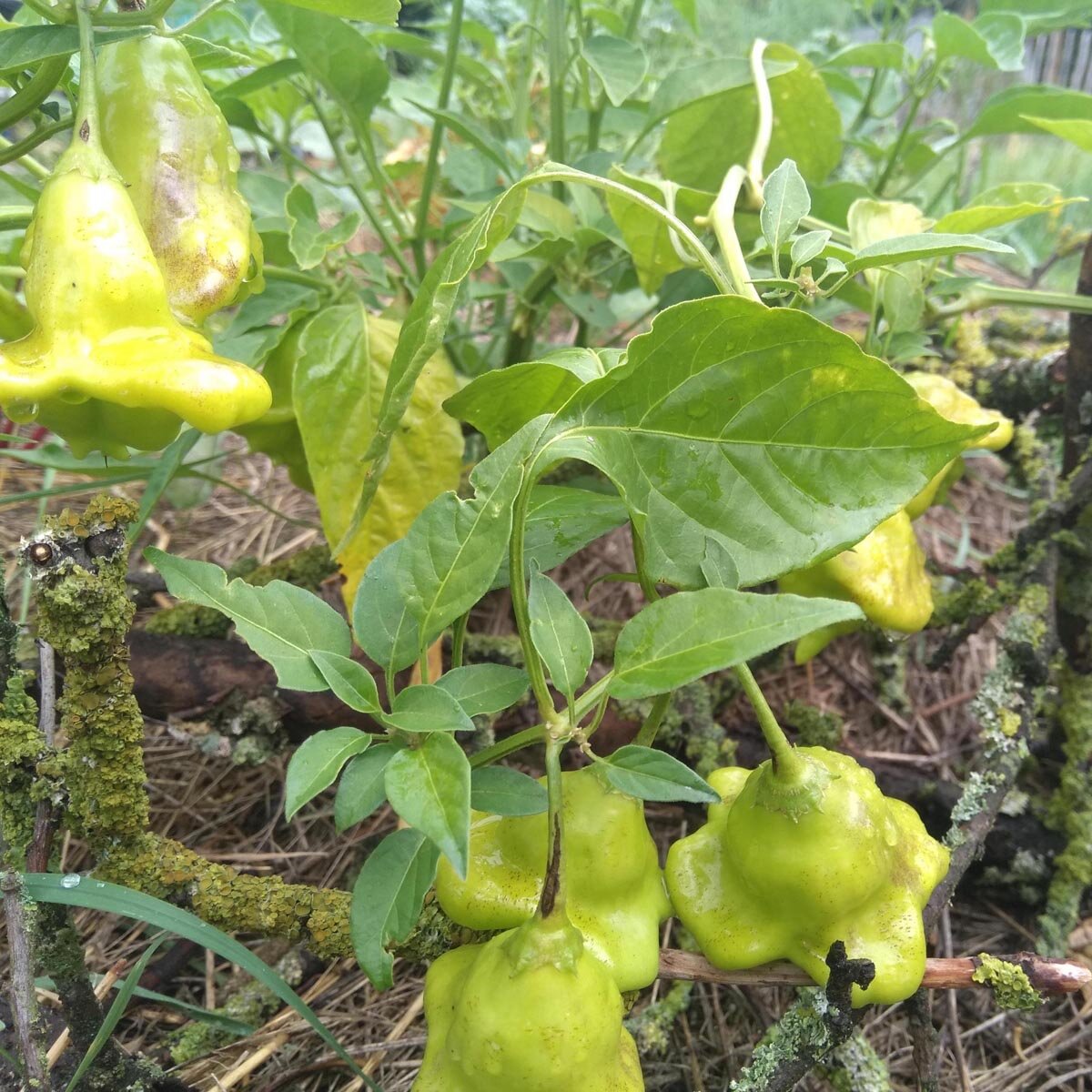 Bell-Shaped Chilli Pepper 'Jamaican Bell' (Capsicum baccatum) seeds