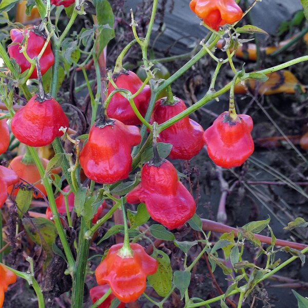 Bell-Shaped Chilli Pepper 'Jamaican Bell' (Capsicum baccatum) seeds