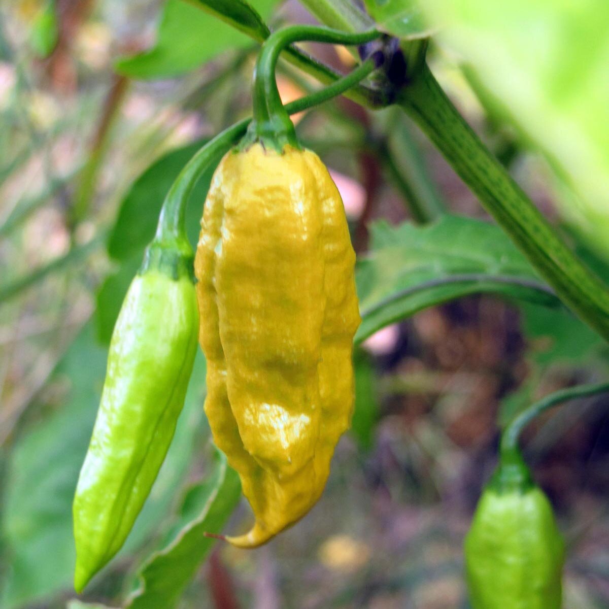 Chili Pepper 'Monkeyface' (Capsicum annuum) seeds