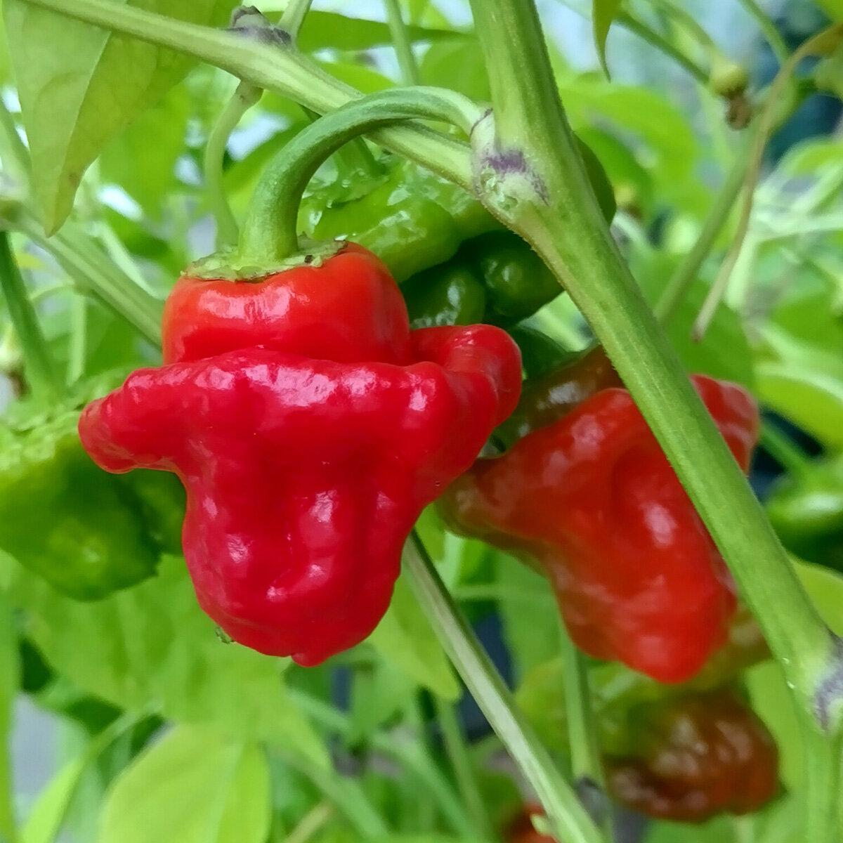Chili Pepper 'Mini Bonnet' (Capsicum annuum) seeds