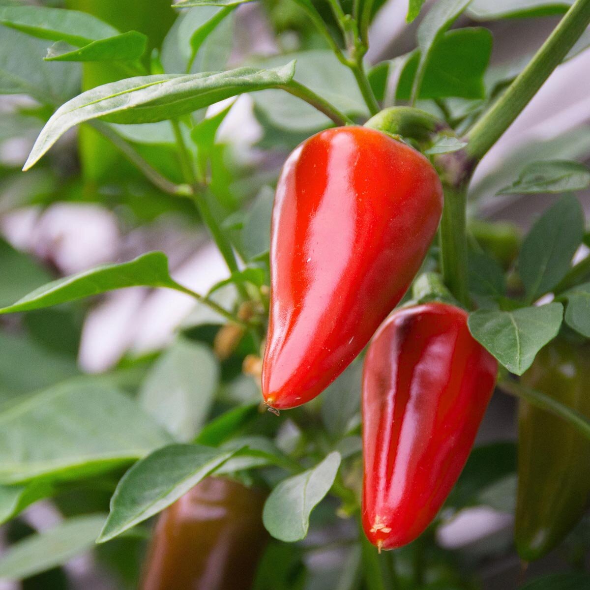Chili Pepper 'Gorria / Espelette' (Capsicum annuum) seeds