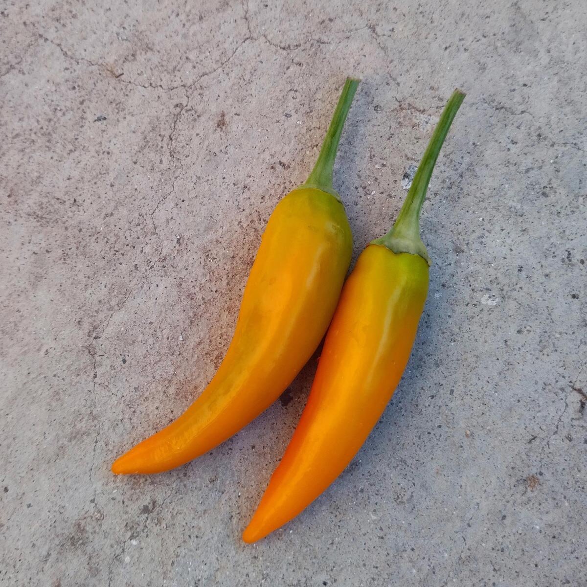 Chili Pepper 'Bulgarian Carrot' (Capsicum annuum) - approx. 10 seeds