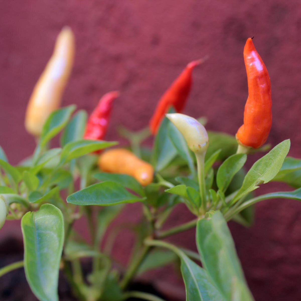 Chilli Pepper 'Aji Omnicolor' (Capsicum baccatum) - approx. 10 seeds