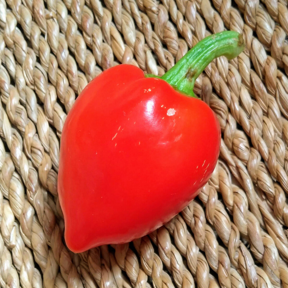 Aji Inca Red Drop Pepper (Capsicum annuum) - approx. 10 seeds