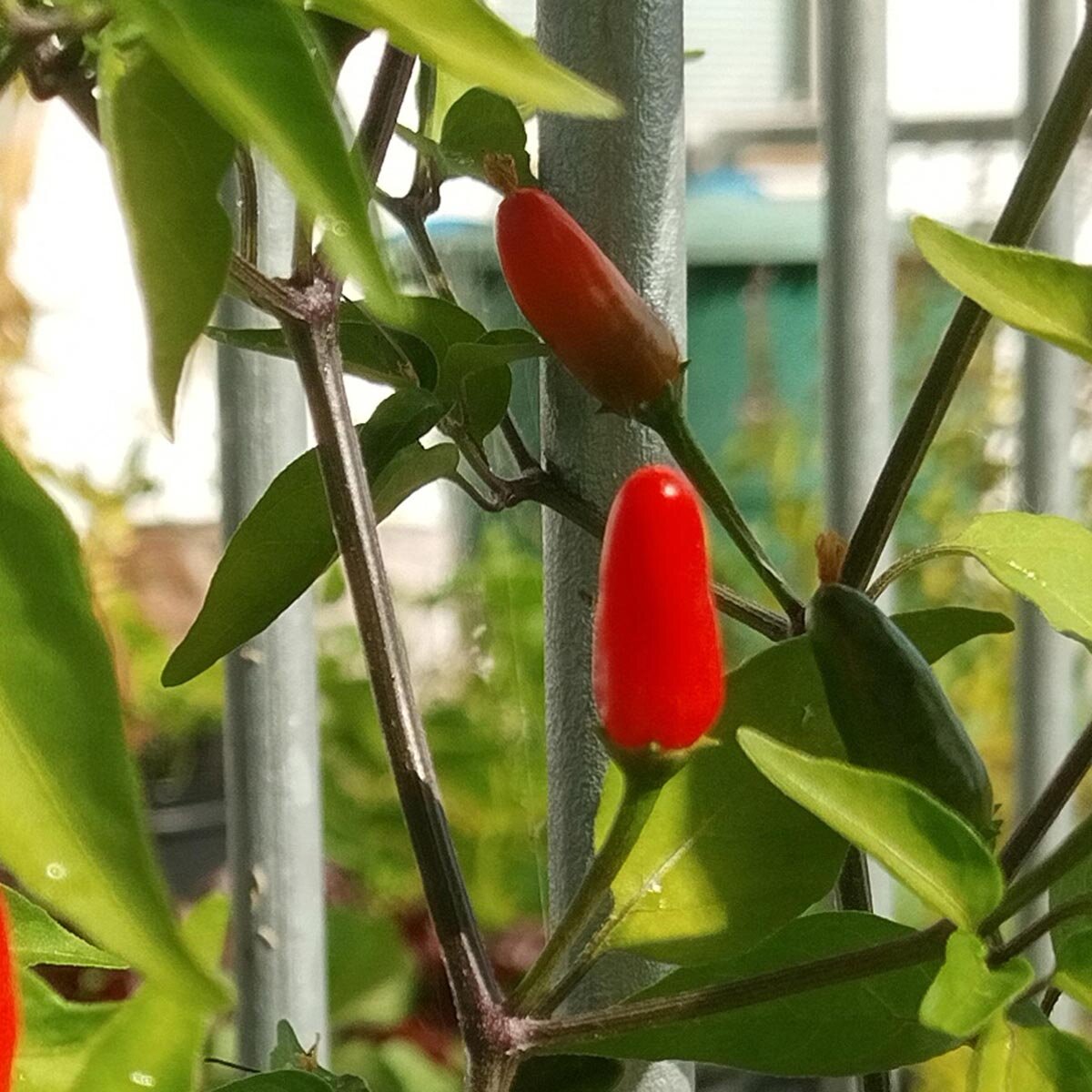 Wild Chili Pepper 'Pimenta Pingo De Ouro' (Capsicum chinense) seeds