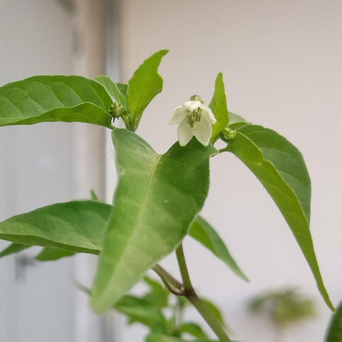 Wild Chilli Pepper 'Chacoense' (Capsicum chacoense) seeds