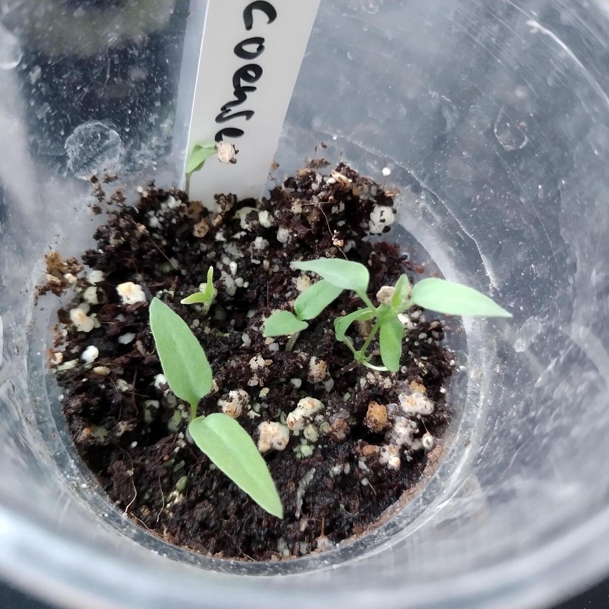Wild Chilli Pepper 'Chacoense' (Capsicum chacoense) seeds