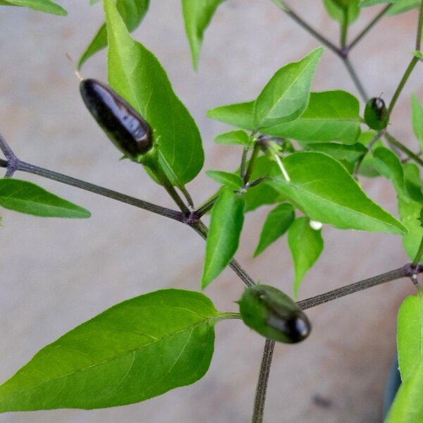 Wild Chilli Pepper 'Chacoense' (Capsicum chacoense) seeds