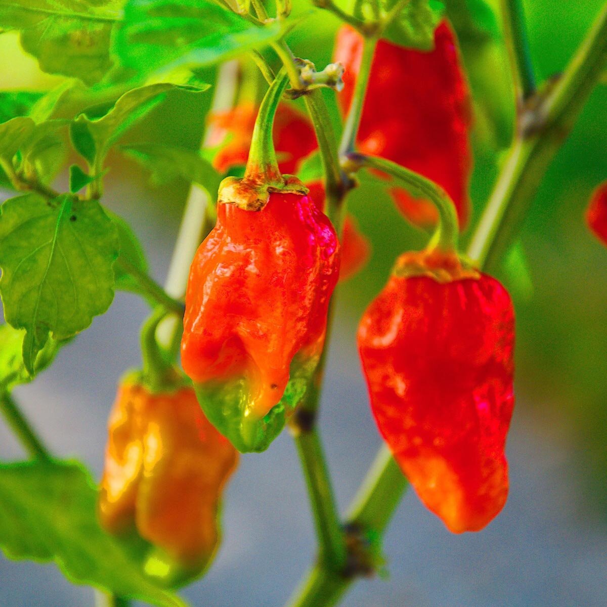 Very Hot Chili Pepper 'Naga Morich' (Capsicum chinense) seeds