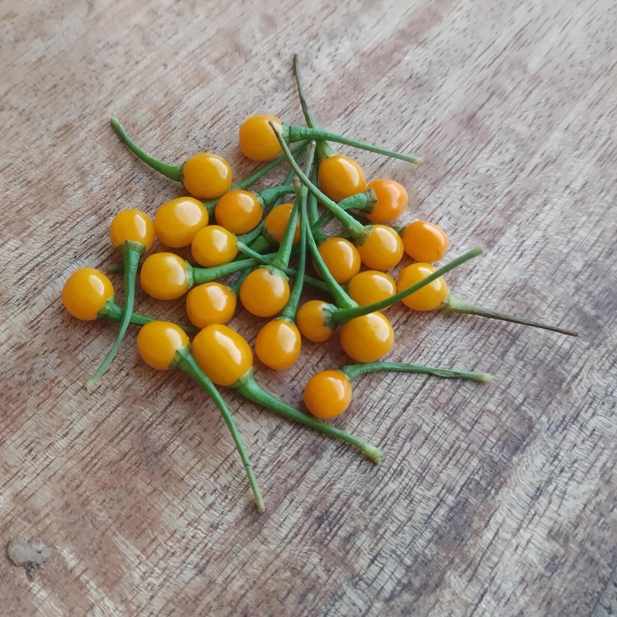 Wild Chili Pepper 'Pimenta Pingo De Ouro' (Capsicum chinense) seeds