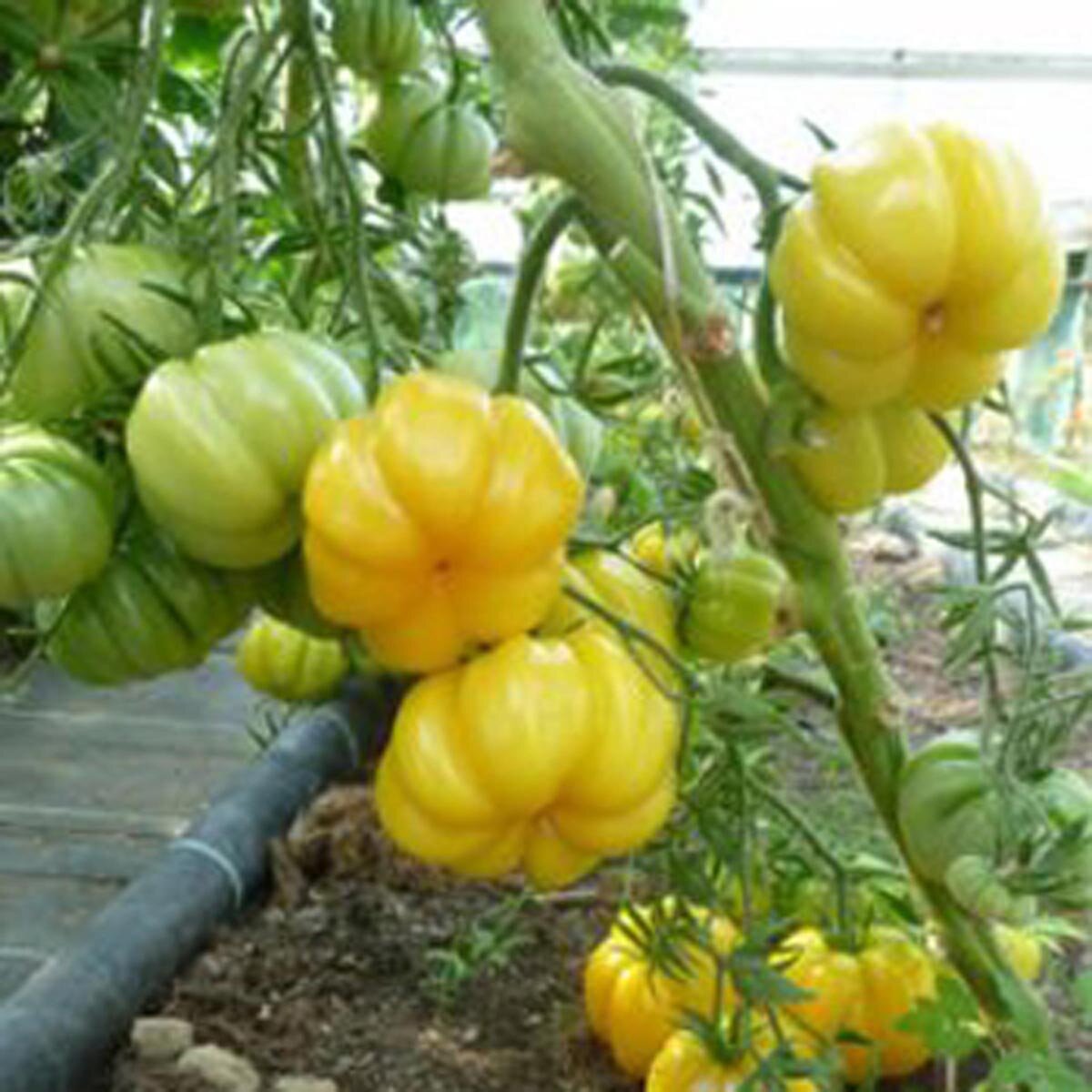 Heirloom Beef Tomato 'Yellow Ruffled' (Solanum lycopersicum) seeds