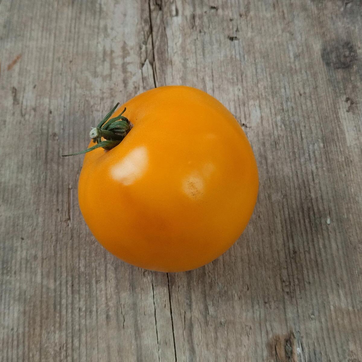 Bush Tomato 'Ida Gold' (Solanum lycopersicum) seeds