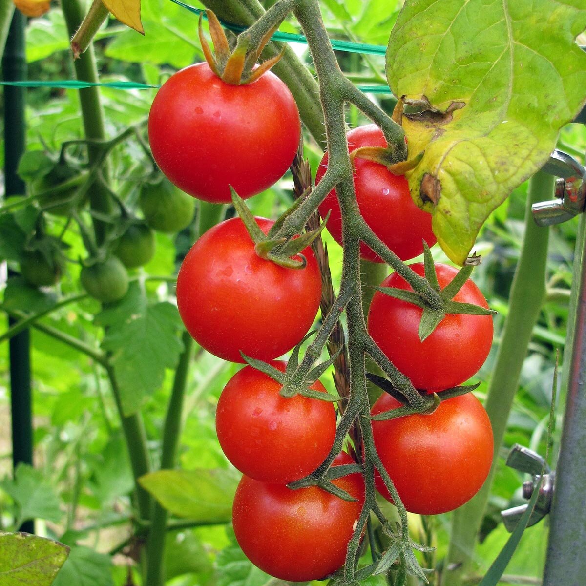 Cherry Tomato 'Gardener's Delight' (Solanum lycopersicum) seeds