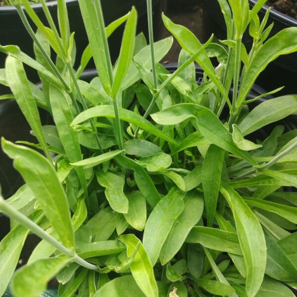 African Dream Root / Xhosa Dream Herb (Silene capensis) seeds