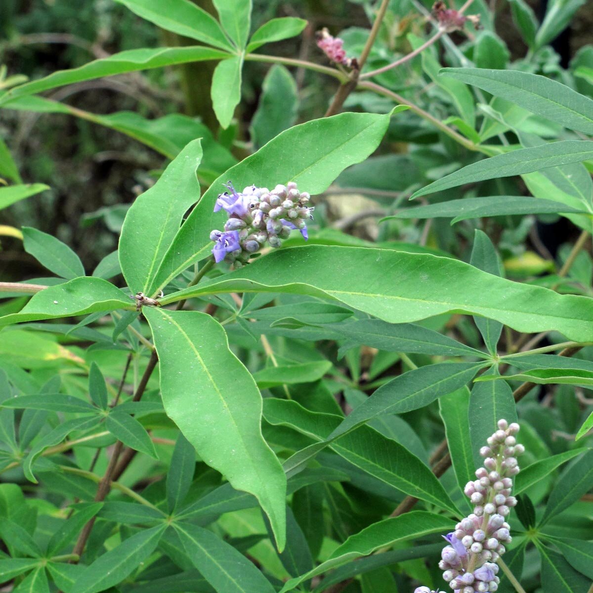 Monk's Pepper / Chaste Berry (Vitex agnus-castus) seeds