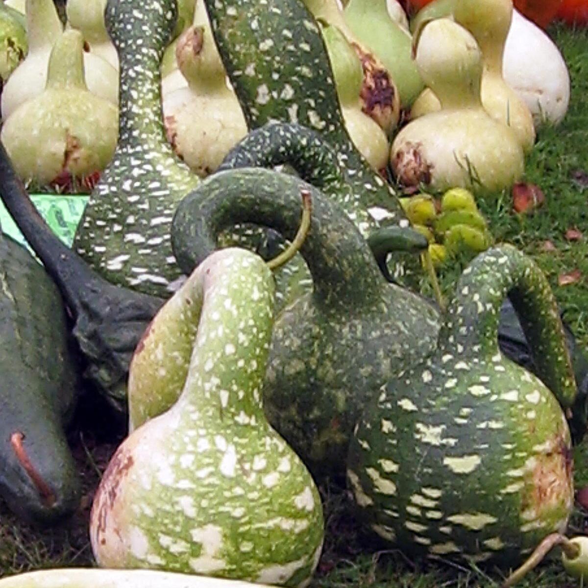 Bottle Gourd / Calabash 'Dipper' (Lagenaria siceraria) seeds