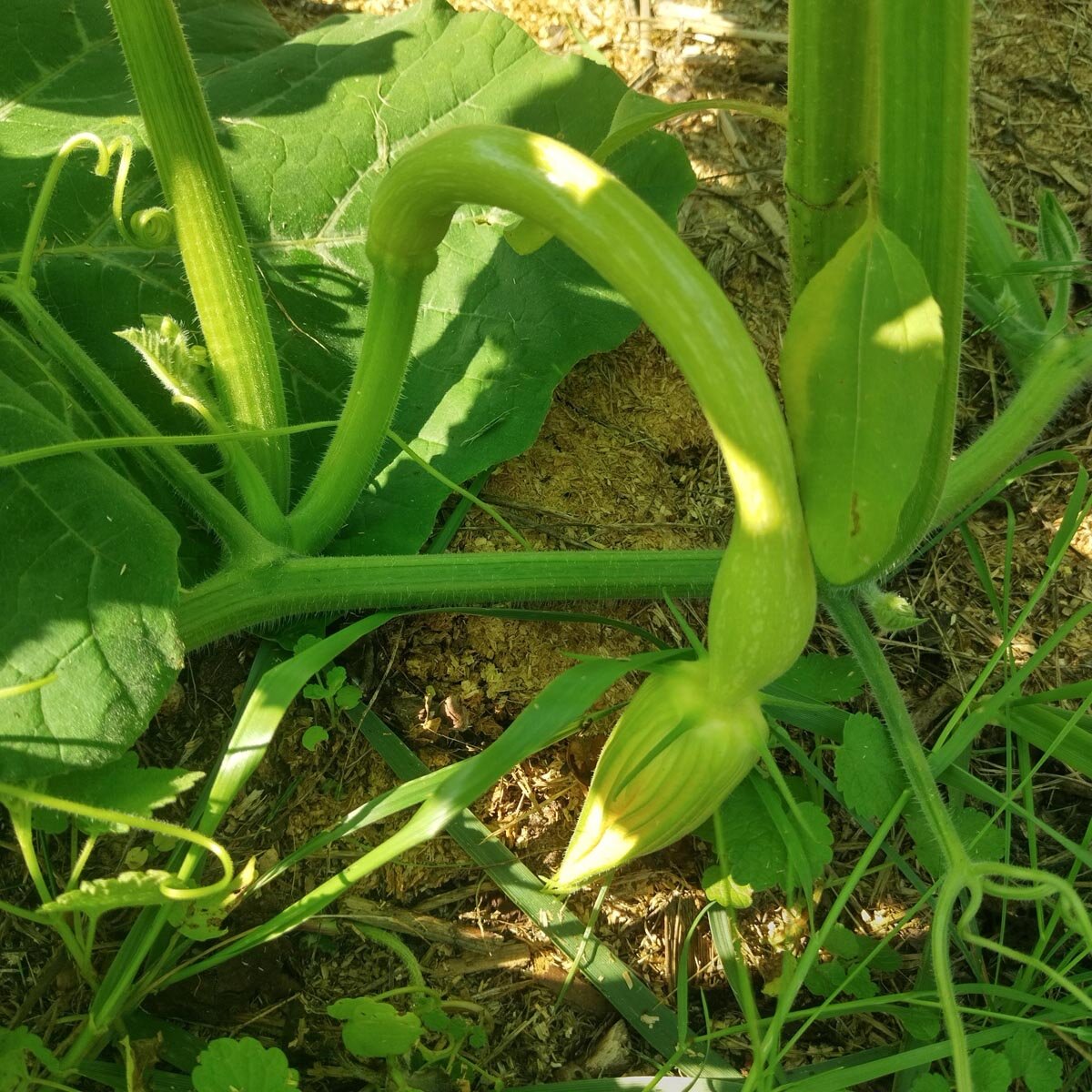 Climbing Courgette 'Tromboncino d'Albenga' (Cucurbita moschata) seeds