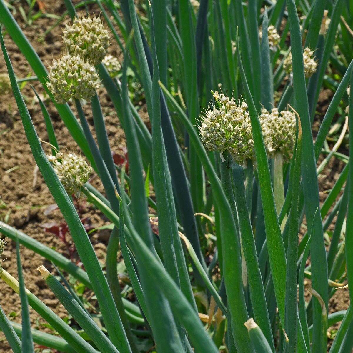 Welsh Onion (Allium Fistulosum) - approx. 200 seeds