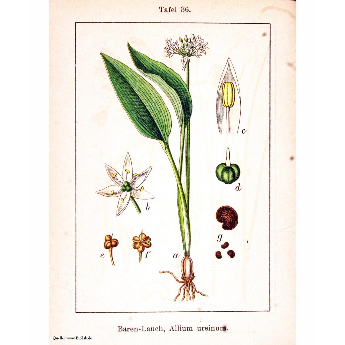 Ramsons / Bear Garlic (Allium Ursinum) - approx. 100 seeds