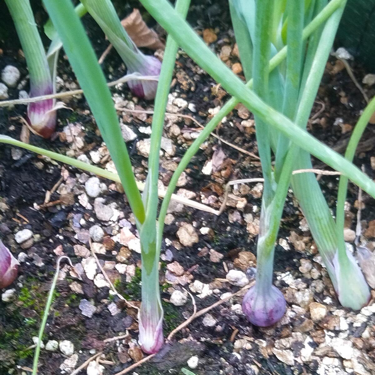 Red Onion 'Red Brunswick' (Allium Cepa) - approx. 400 seeds