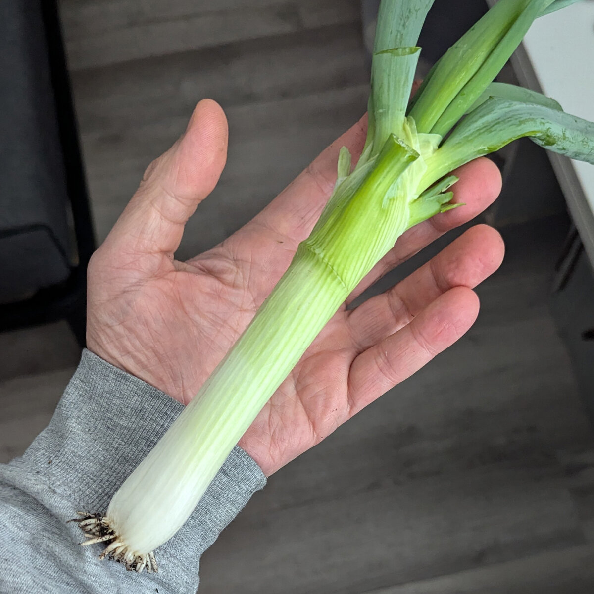 Japanese Shimonita Bunching Onion (Allium fistulosum) - approx. 60 seeds