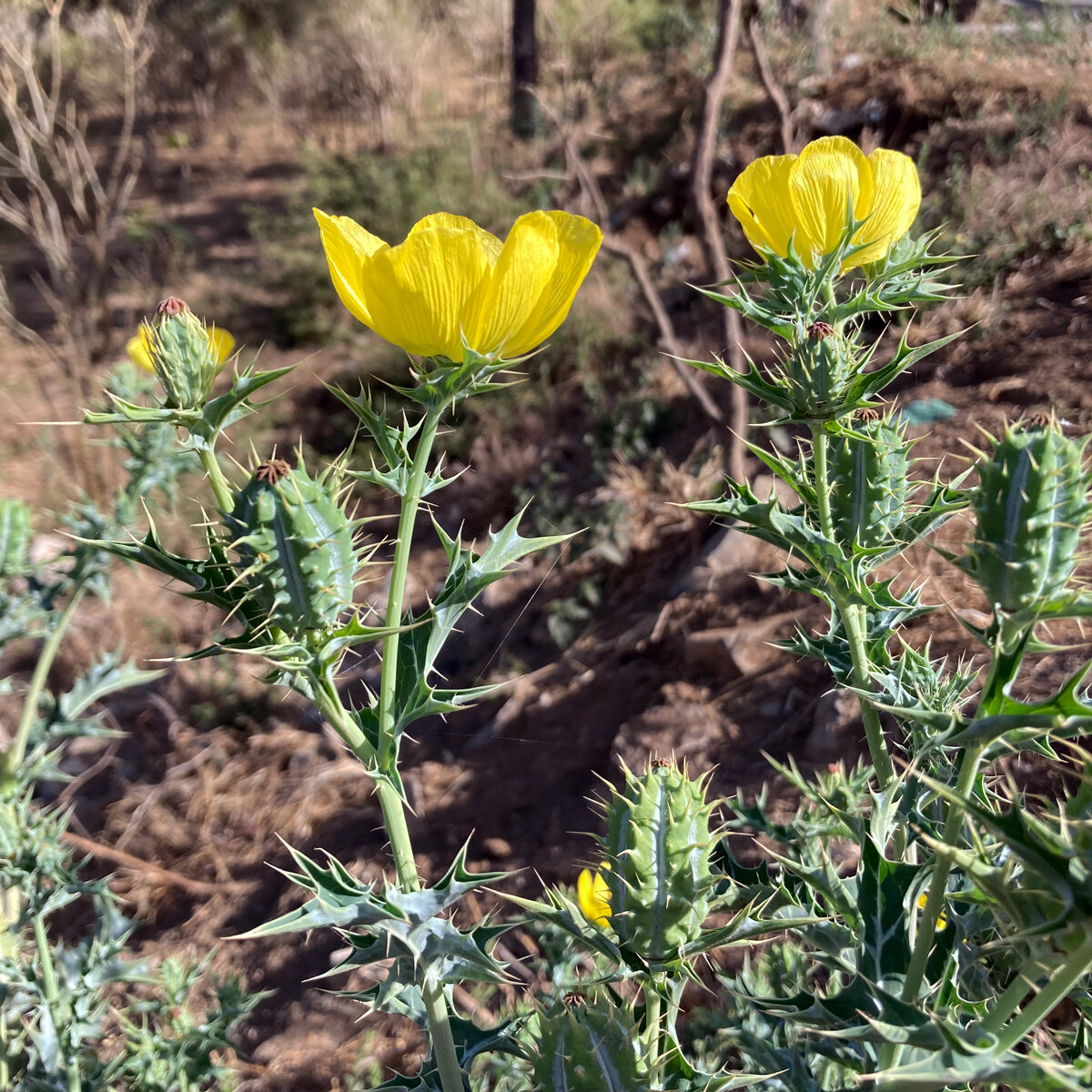 Prickly Poppy (Argemone mexicana) seeds