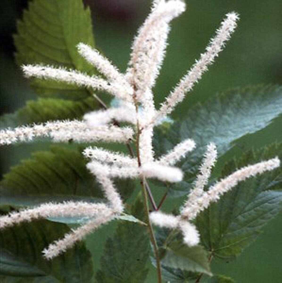 Goat's Beard (Aruncus dioicus syn. A. sylvestris) seeds