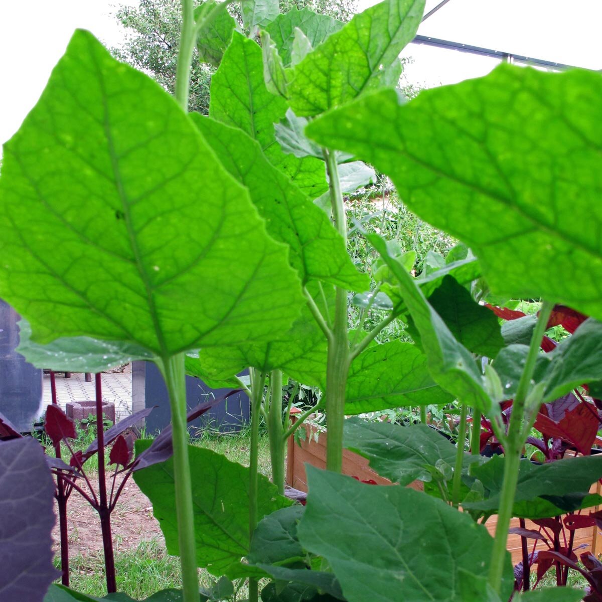 Green Orache (Atriplex hortensis) - approx. 100 seeds