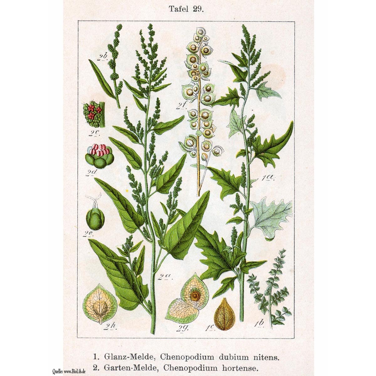 Green Orache (Atriplex hortensis) - approx. 100 seeds