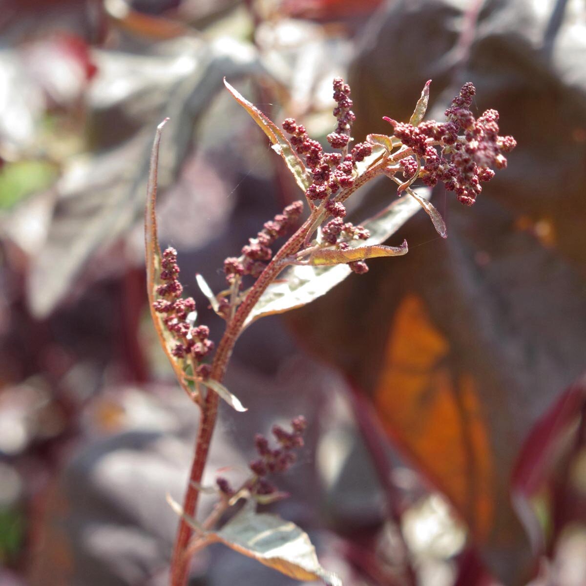 Red Orach (Atriplex hortensis) - approx. 200 seeds