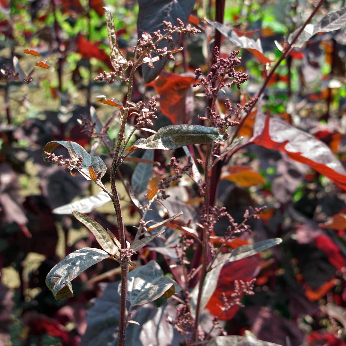 Red Orach (Atriplex hortensis) - approx. 200 seeds