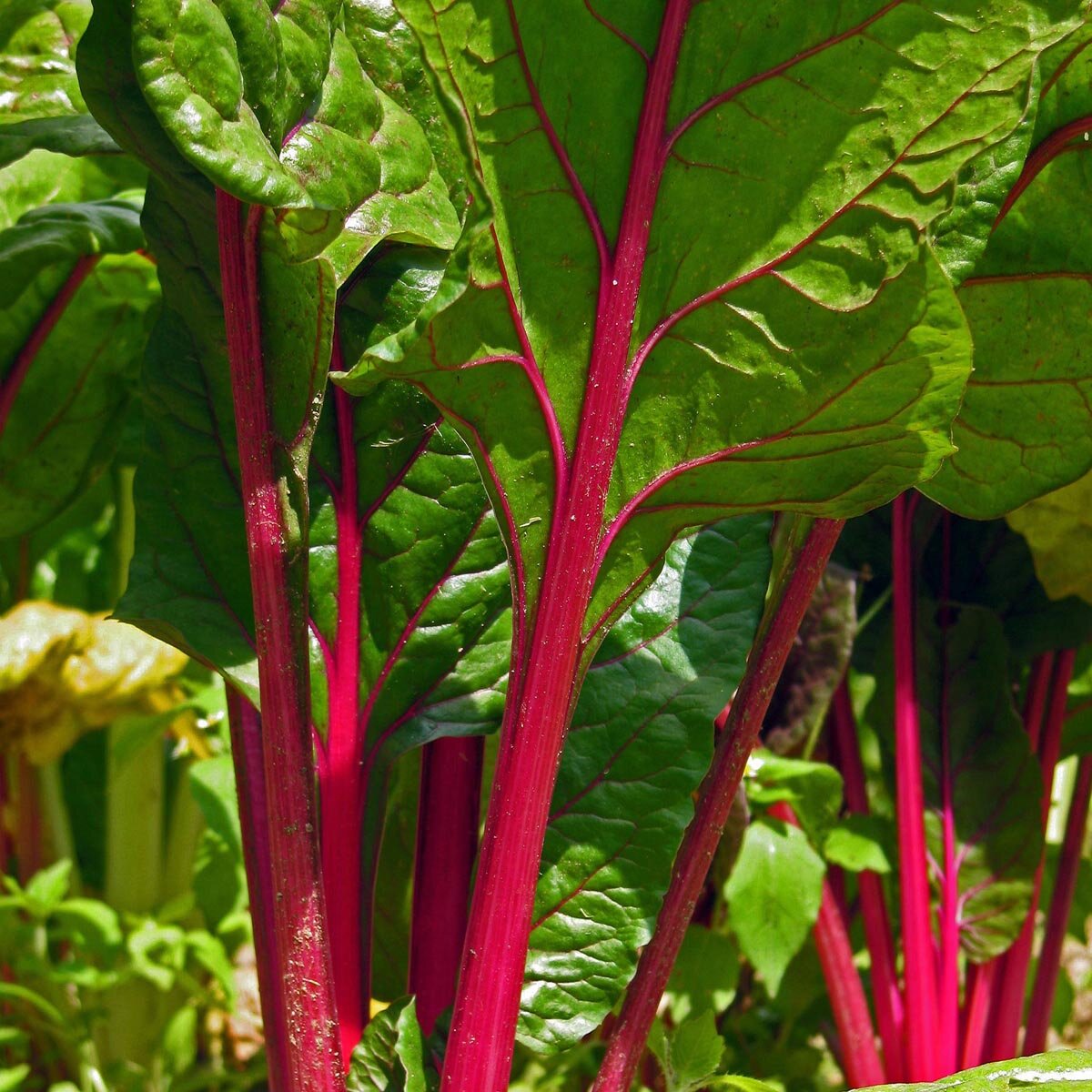 Rhubard Chard 'Volcano' (Beta vulgaris var. cicla) - approx. 80 seeds