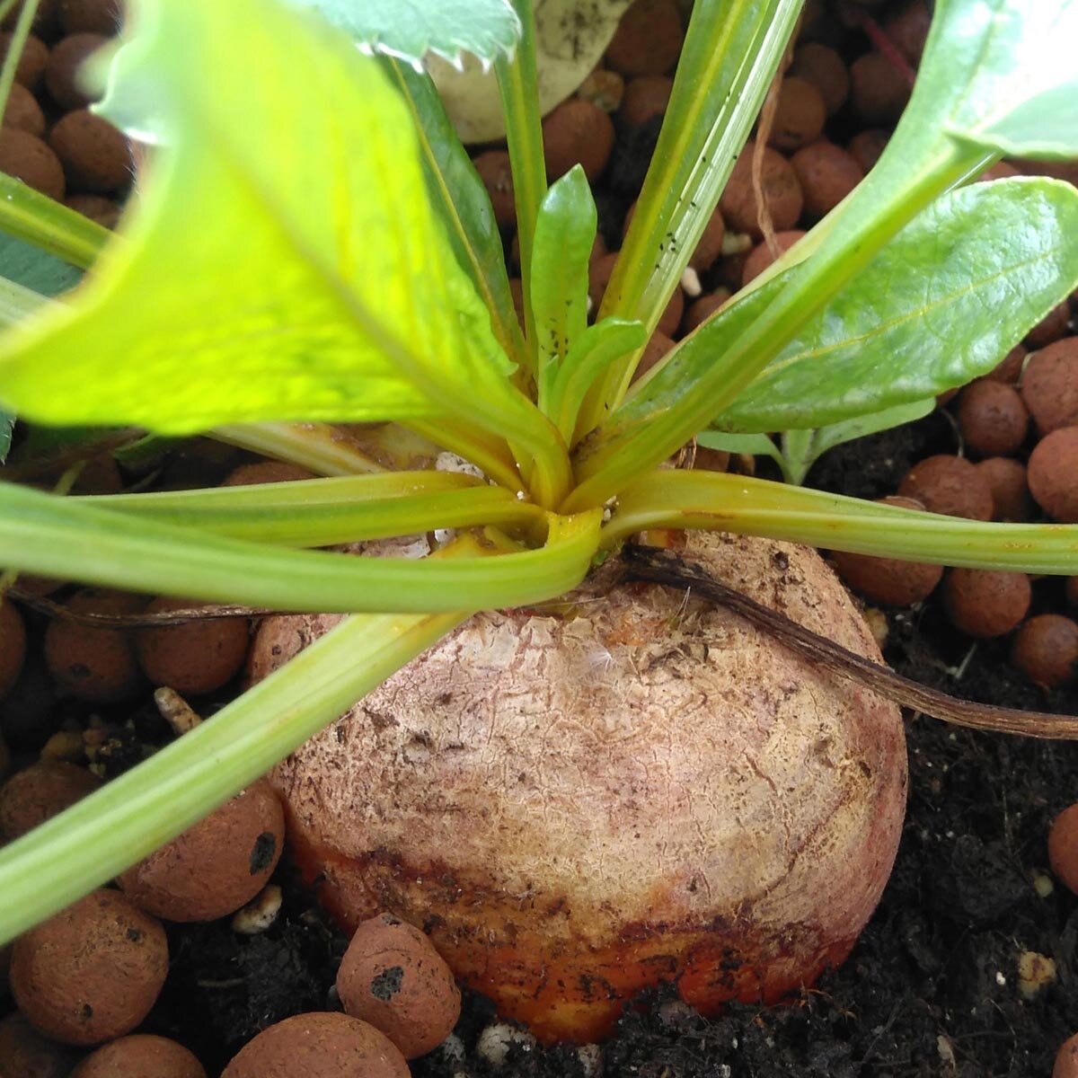 Yellow Beetroot 'Golden' (Beta vulgaris) seeds