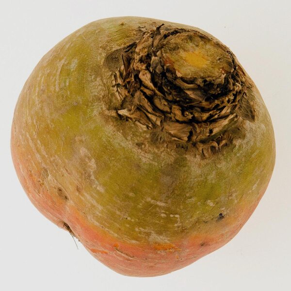 Yellow Beetroot 'Golden' (Beta vulgaris) seeds