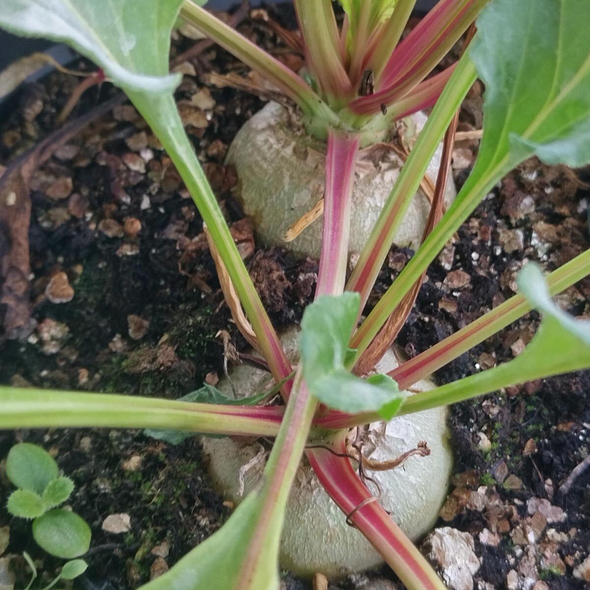 White Beetroot 'Albina Vereduna' / 'Albina Ice' (Beta vulgaris) - approx. 50 seeds