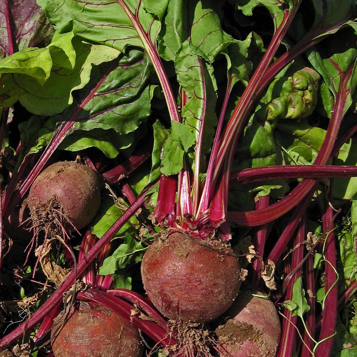 Beetroot 'Robuschka' (Beta vulgaris) organic - approx. 100 seeds