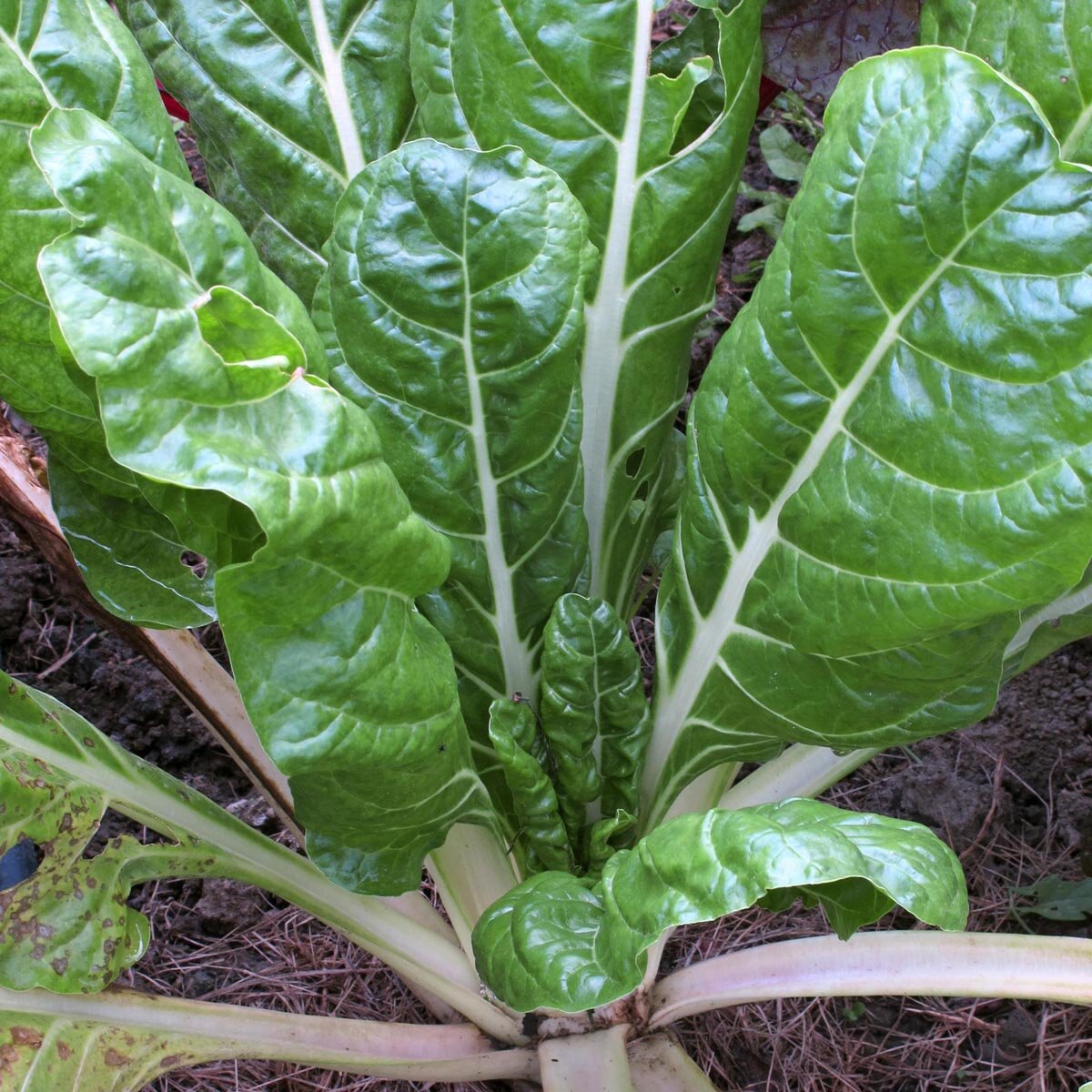 Swiss Chard 'Glatter Silber' / Silverbeet (Beta vulgaris) organic ...