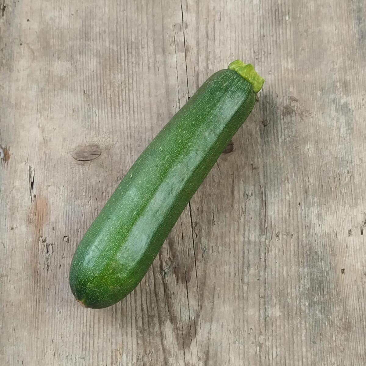 Zucchini 'Zuboda' (Cucurbita pepo) organic - approx. 10 seeds