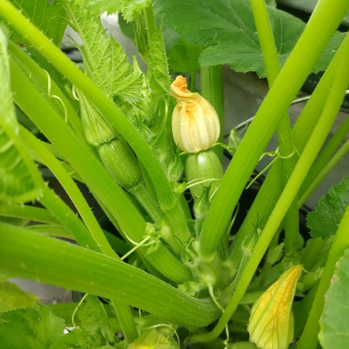 Zucchini 'Zuboda' (Cucurbita pepo) organic - approx. 10 seeds