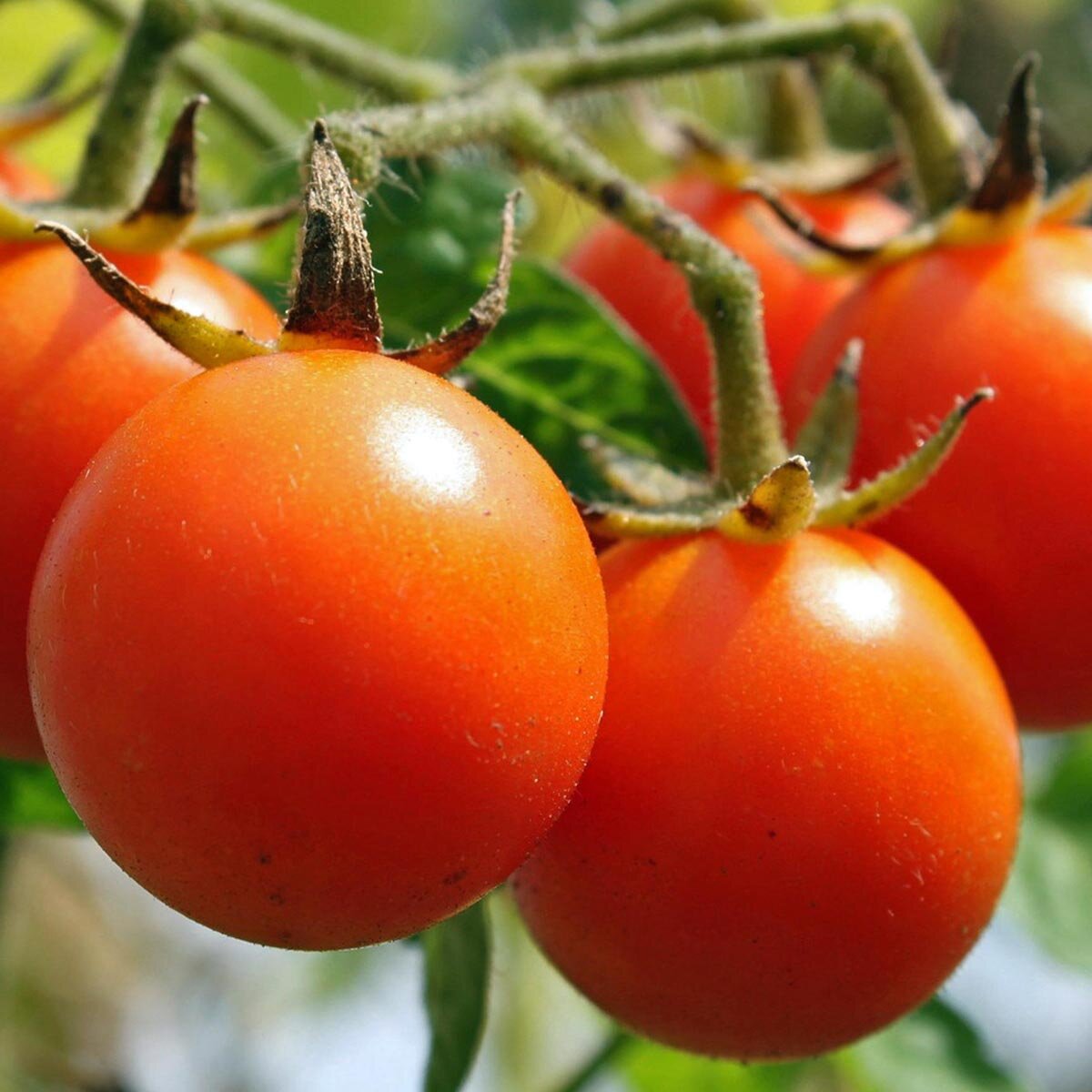 Tomato 'Matina' (Lycopersicum esculentum) organic seeds