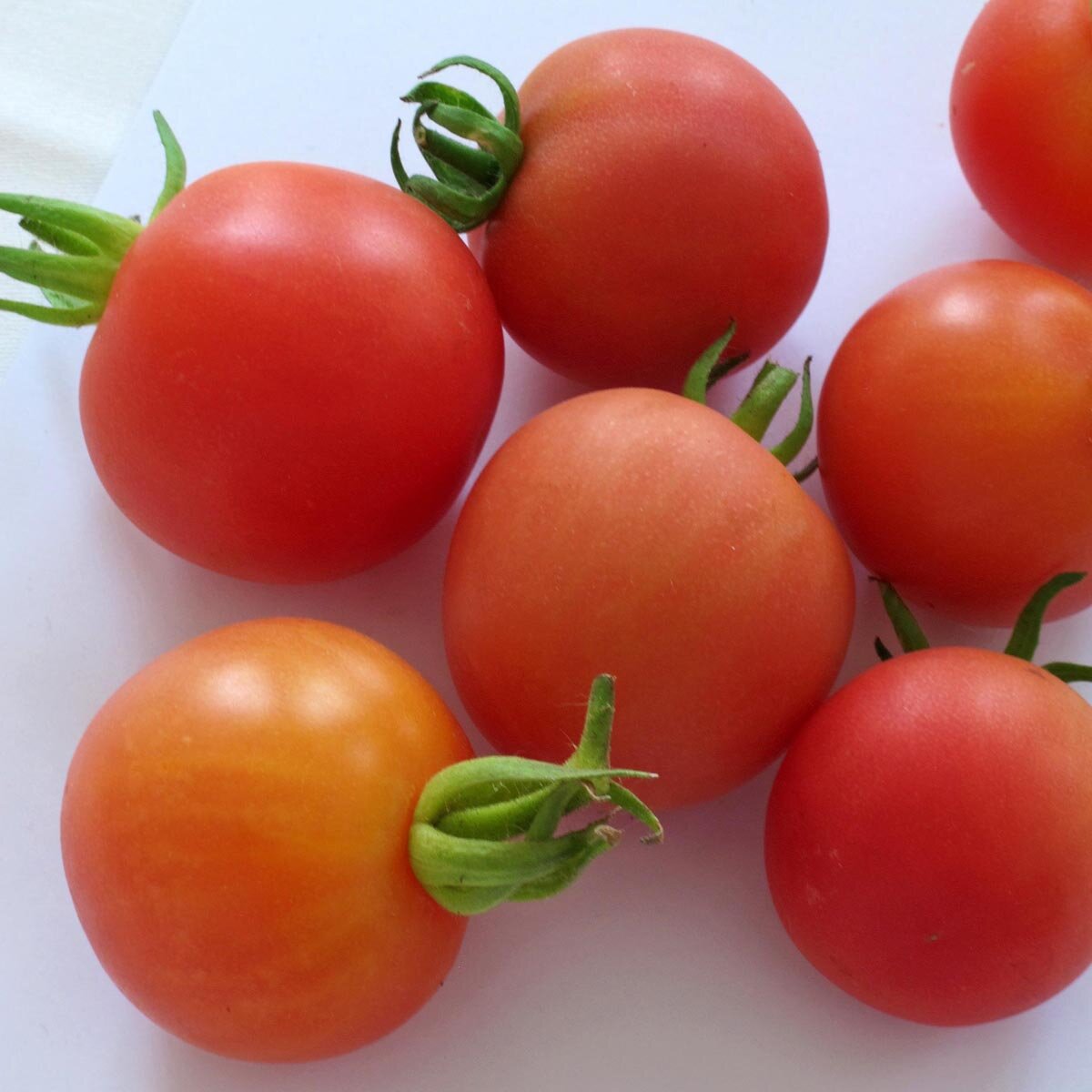 Tomato 'Matina' (Lycopersicum esculentum) organic seeds