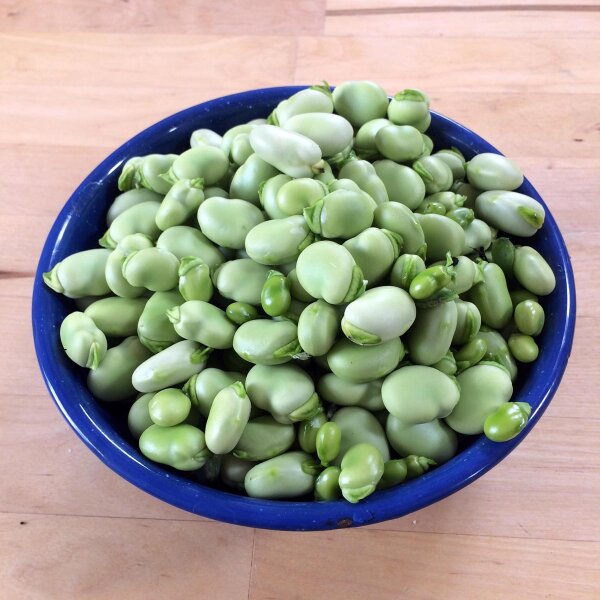Fava Bean 'Hangdown' (Vicia faba) organic - approx. 20 seeds